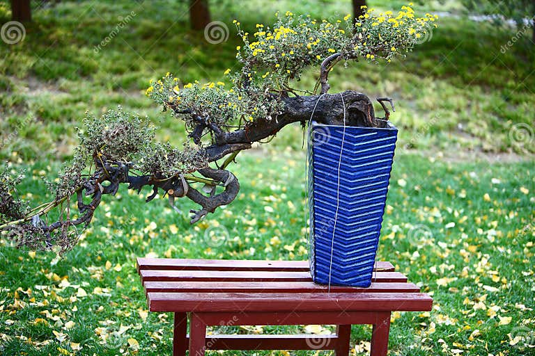 Chinese miniature tree stock photo. Image of colorful - 23869930