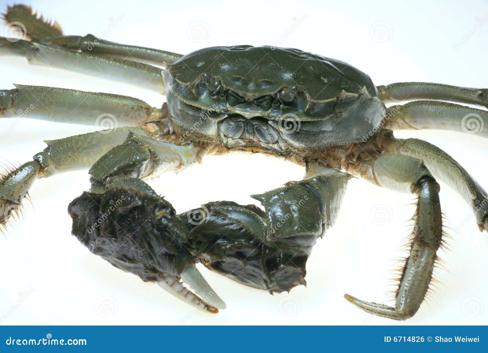 Chinese Mitten Crab stock photo. Image of freshness, meal - 6714826