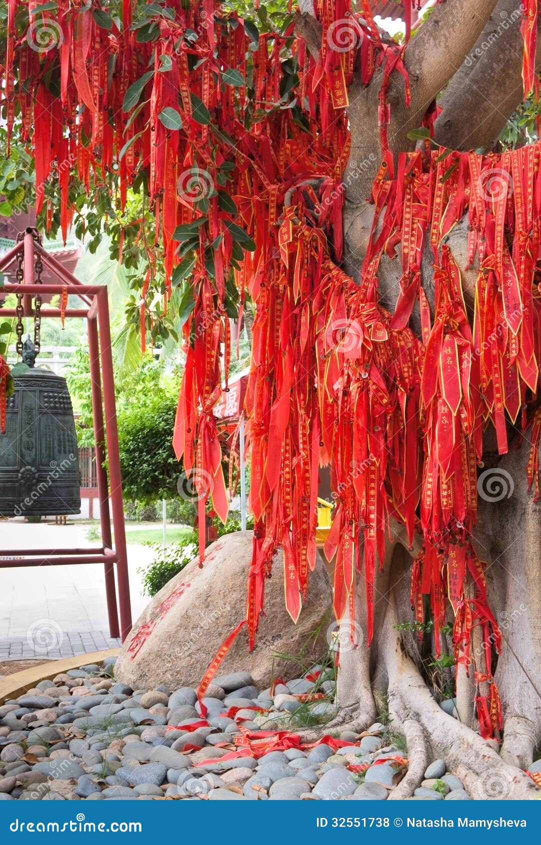 Que Cuidados Necesita Chinese Money Tree