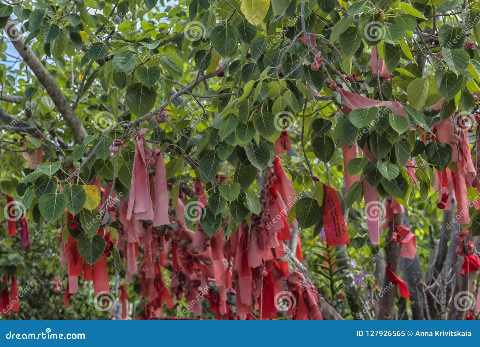 The Chinese Money Tree stock image. Image of beijing - 127926565