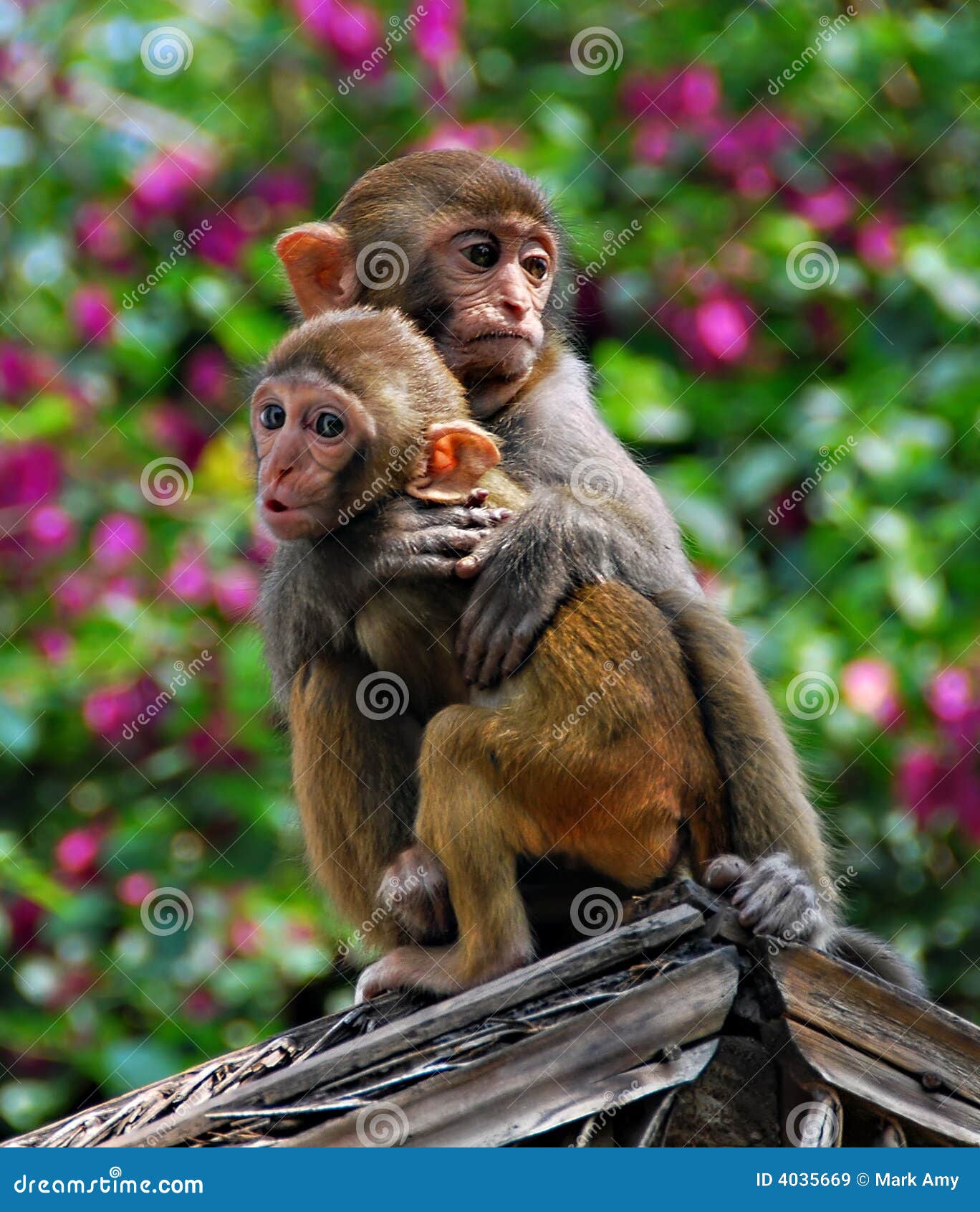 Chinese monkeys stock image. Image of nature, macaques - 4035669