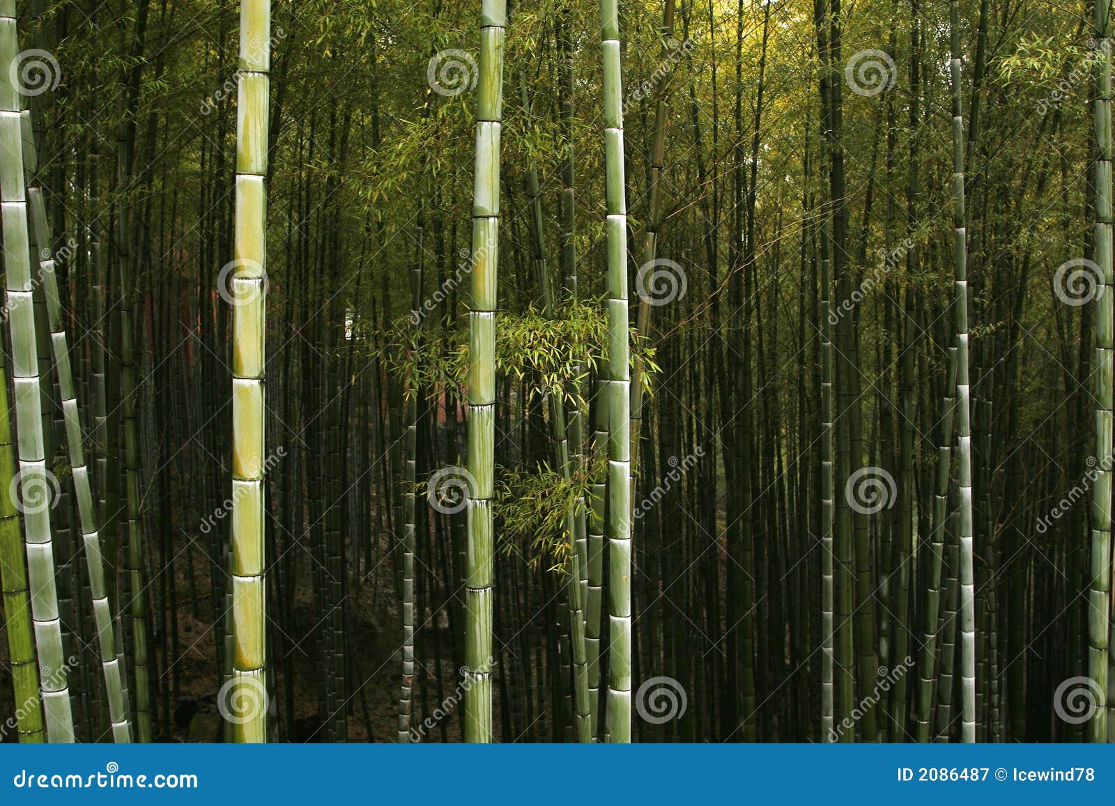 Chinese mountain forest stock image. Image of forest, vegetable - 2086487