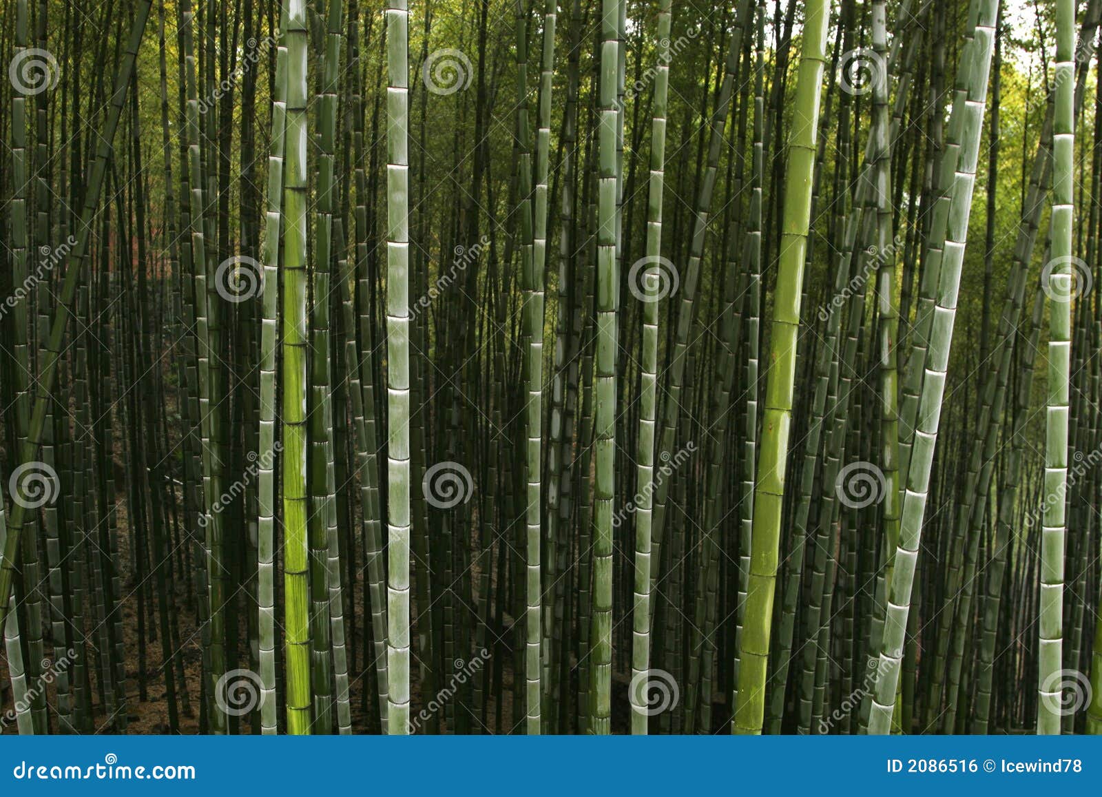 Chinese mountain forest stock photo. Image of grass, forest - 2086516