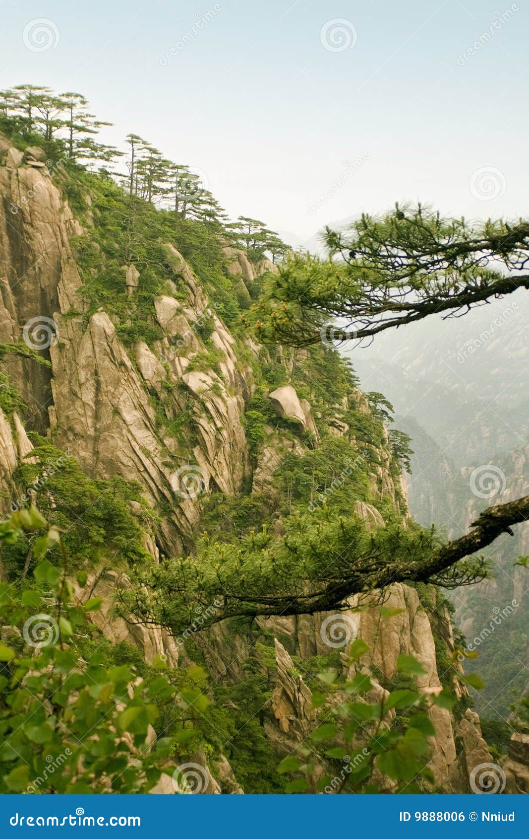 Chinese Mountain: Pine Trees and Steep Cliff Stock Photo - Image of ...