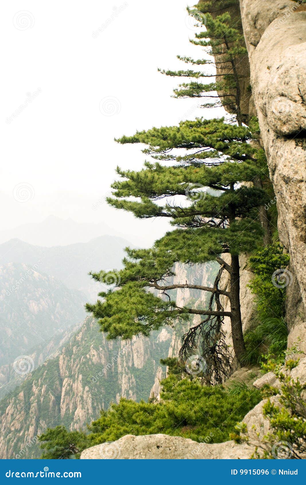 Chinese Mountains, Pine Tree and the Mountain Stock Photo - Image of ...