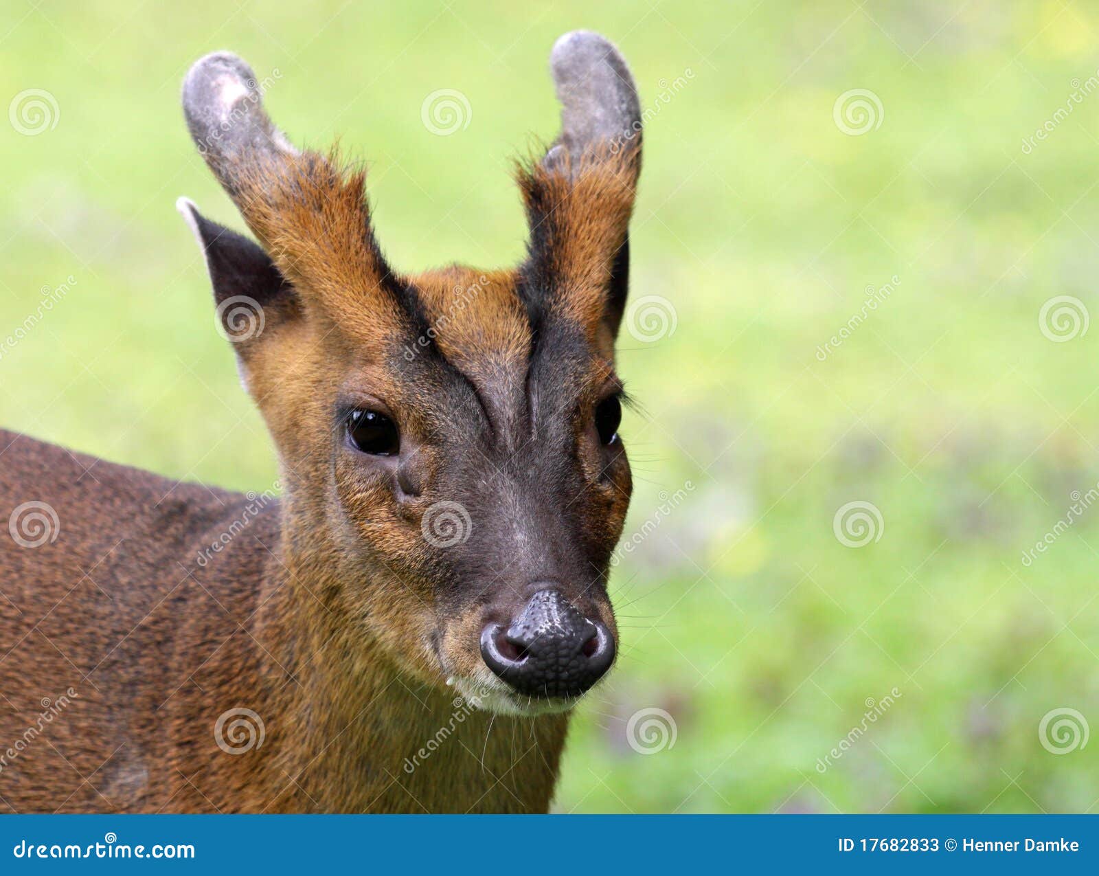 Chinese Muntjac (Muntiacus Reevesi), Also Known As The Reeves's Stock ...