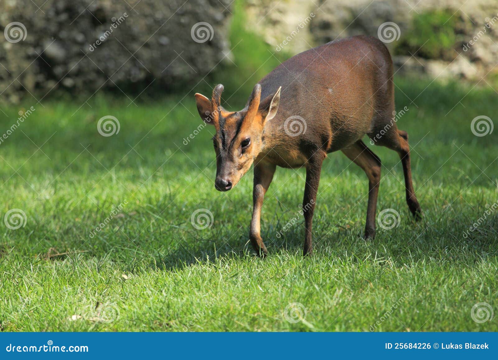 Chinese Muntjac, Muntiacus Reevesi Royalty-Free Stock Image ...