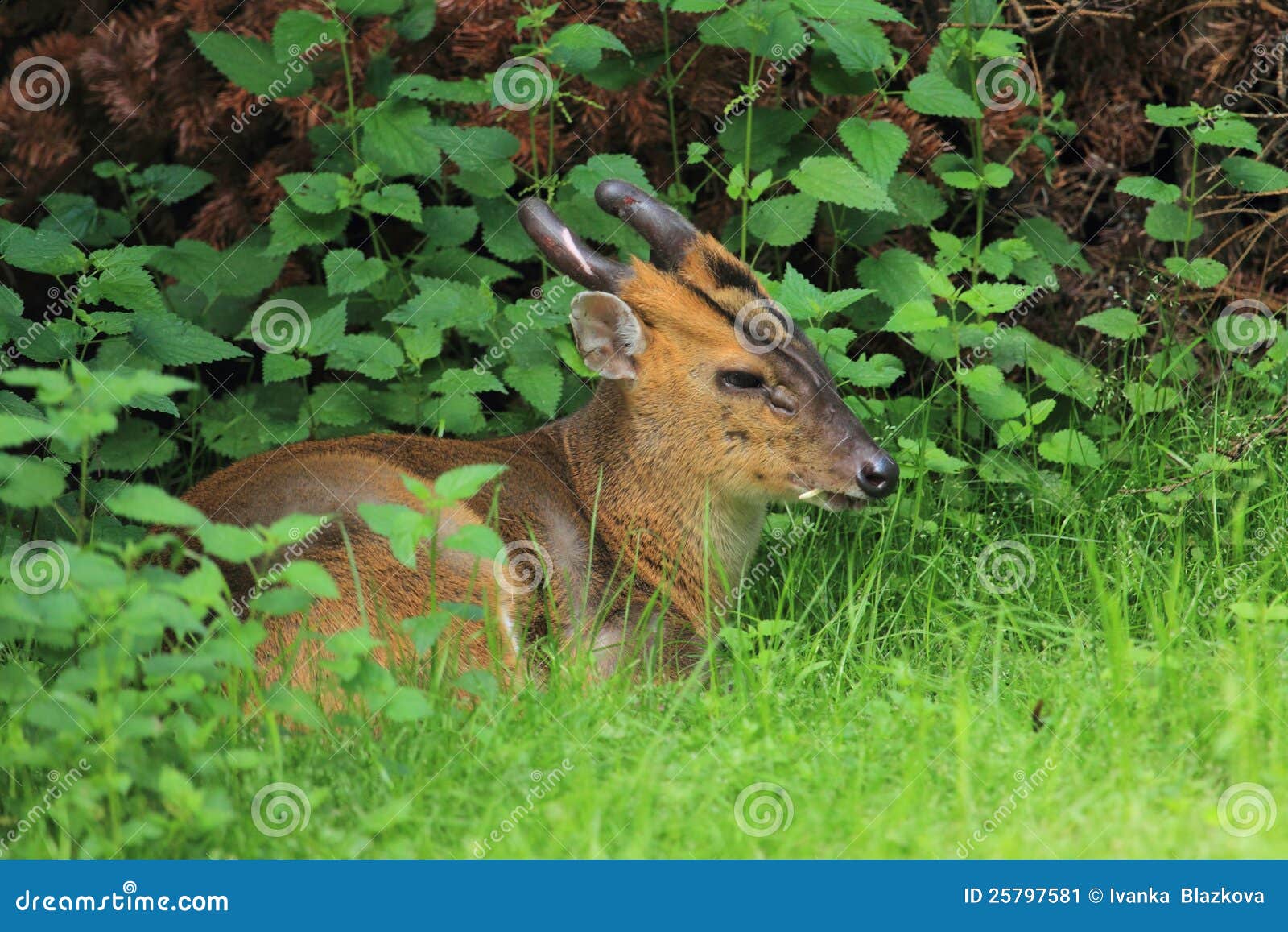 Chinese Muntjac (Muntiacus Reevesi), Also Known As The Reeves's Stock ...