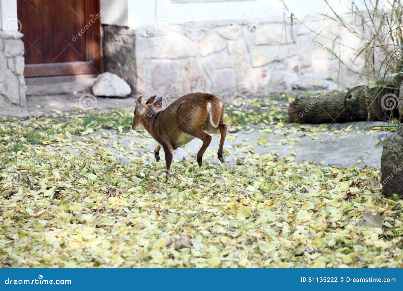Chinese muntjac baby stock photo. Image of tail, leaves - 81135222