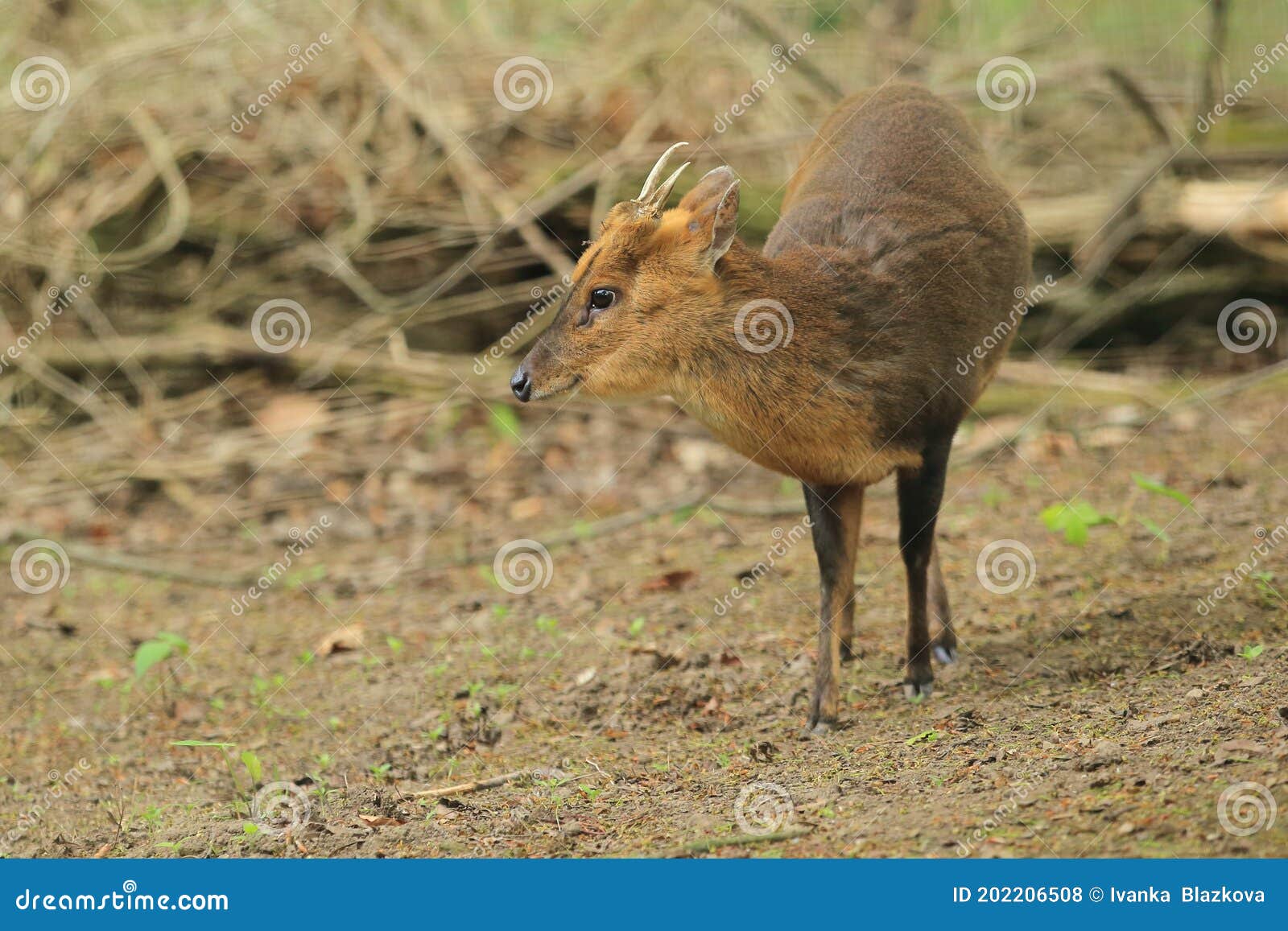 Chinese muntjac stock photo. Image of nature, travel - 202206508