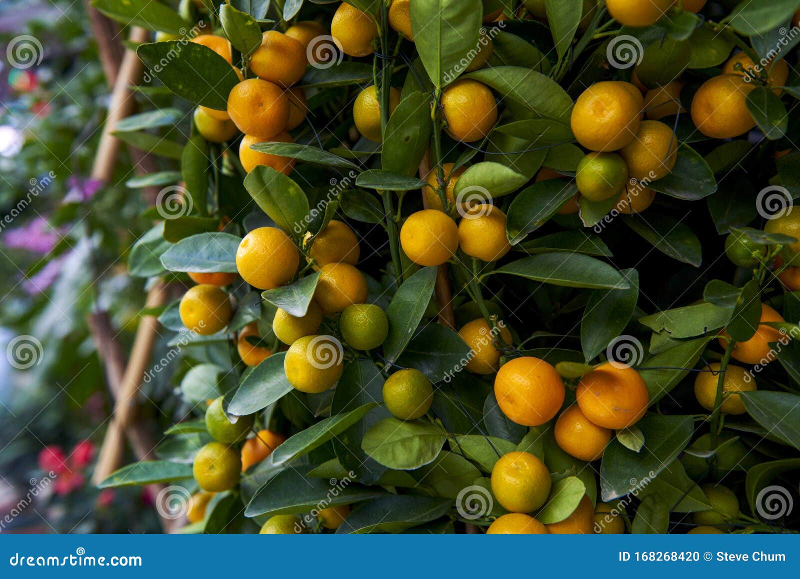 Chinese New Year Plant, New Year Citrus Stock Photo - Image of drink ...