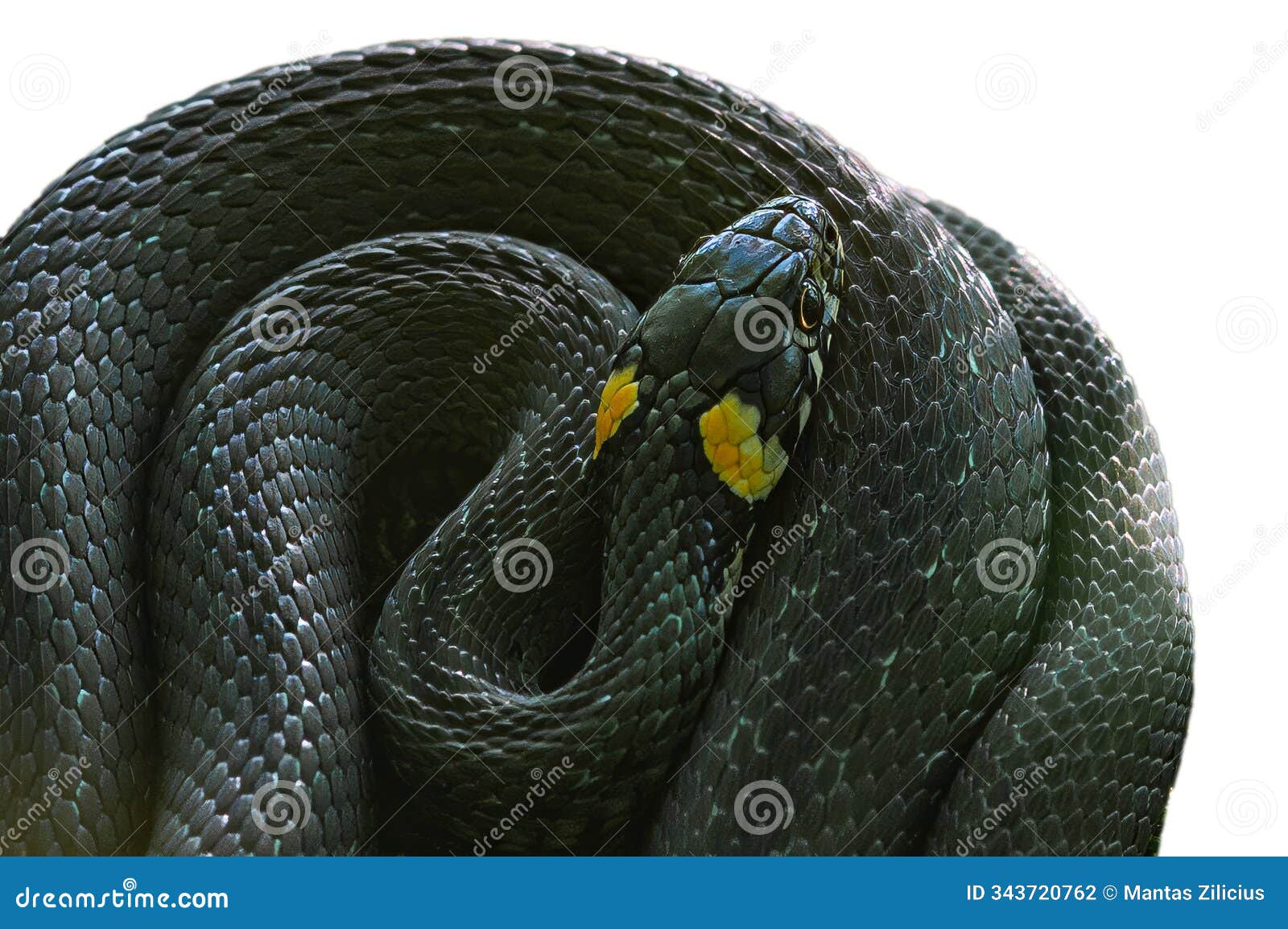Chinese New Year. A Snake Isolated White Background. 2025 Year Snake ...