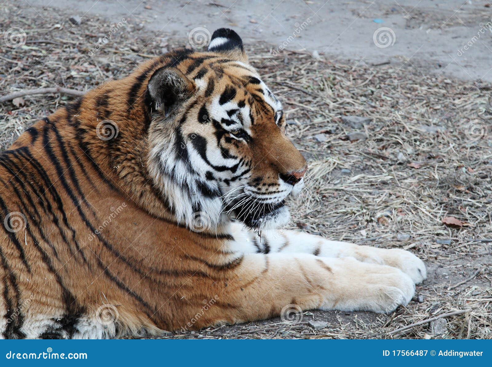 Chinese Northeast Tiger Lying On The Grass Stock Image - Image of ...