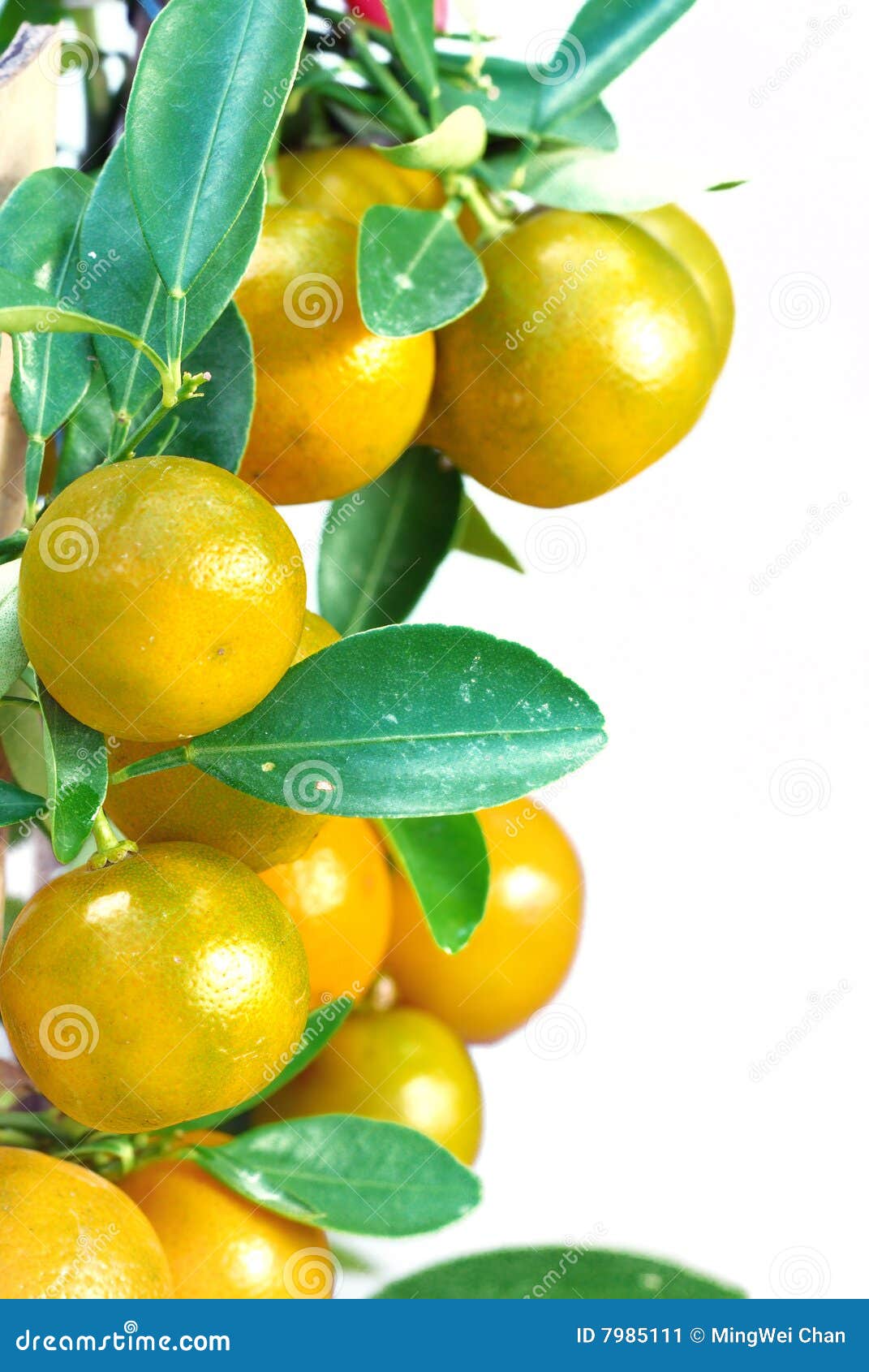 Chinese Orange stock image. Image of agriculture, asian - 7985111