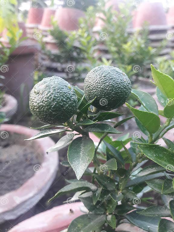 Chinese orange stock photo. Image of orange, chinese - 116689258