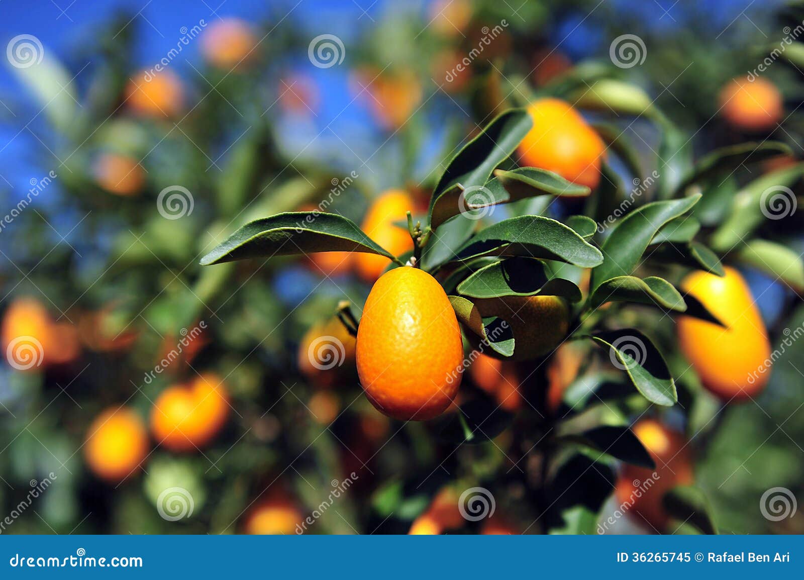 Chinese orange stock image. Image of glass, food, green - 36265745