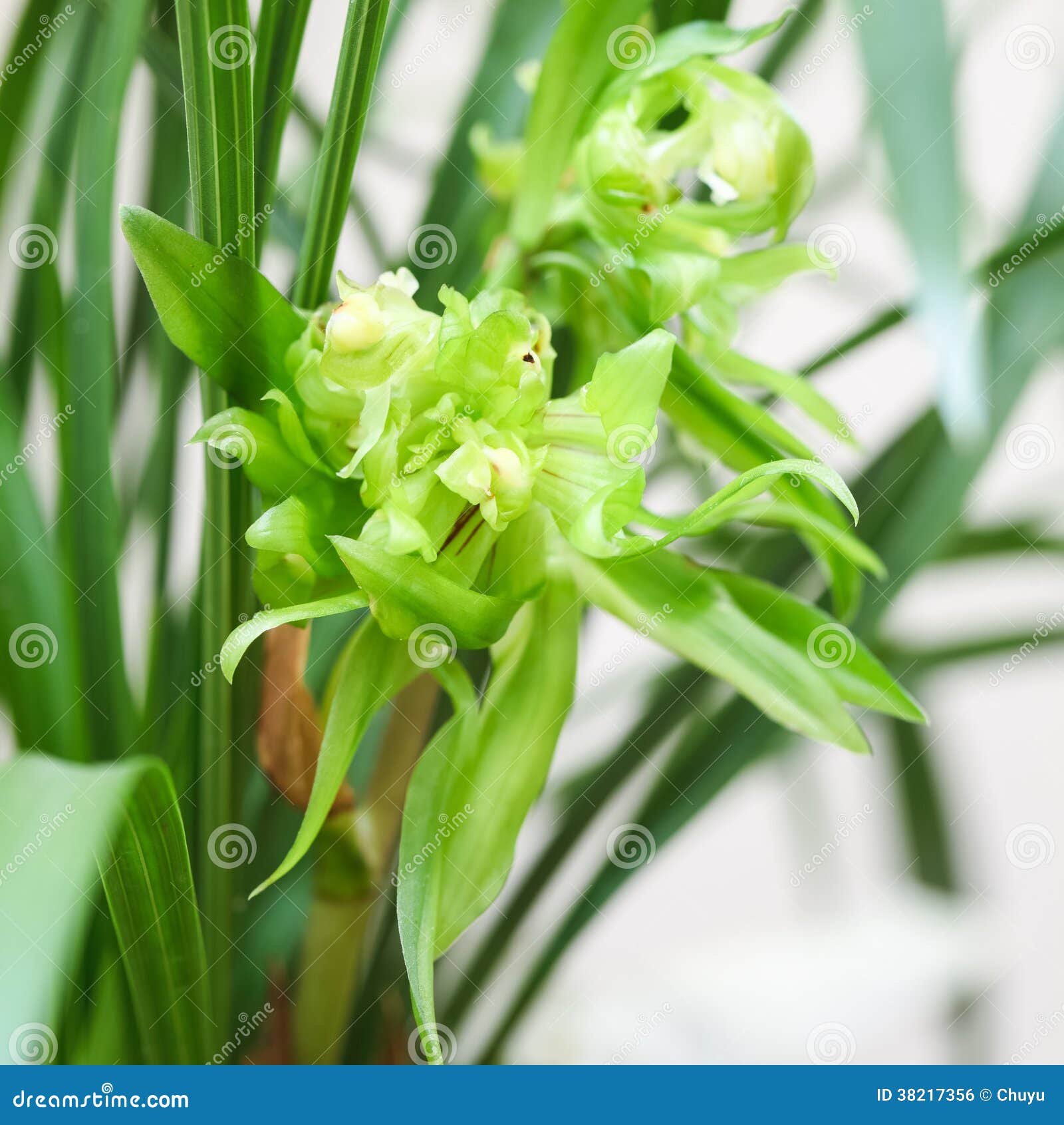 Chinese orchid bloom stock photo. Image of design, leaf - 38217356