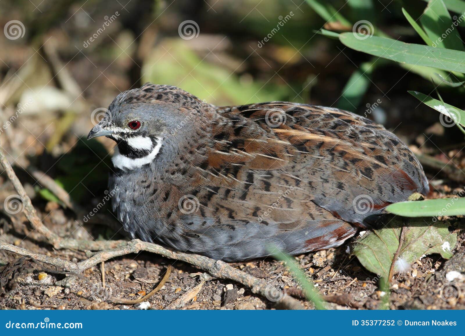 Chinese Painted Quail stock photo. Image of chinese, natural - 35377252