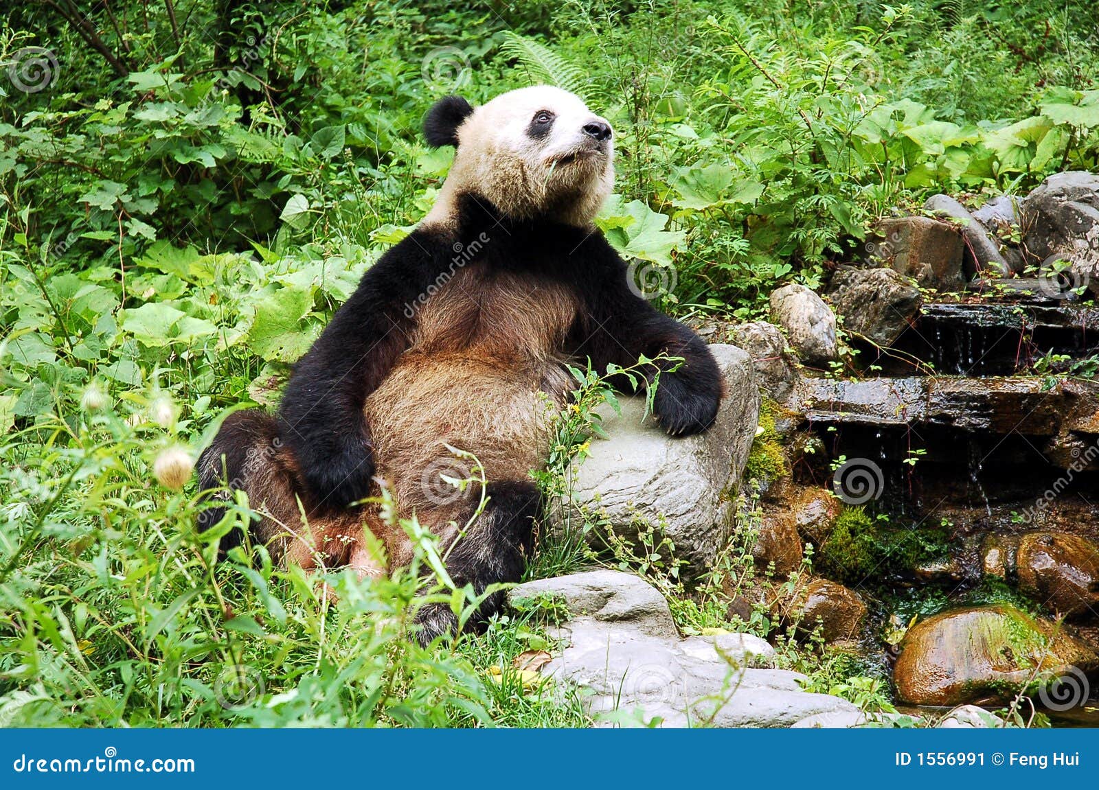 Chinese panda stock image. Image of wildlife, asian, base - 1556991