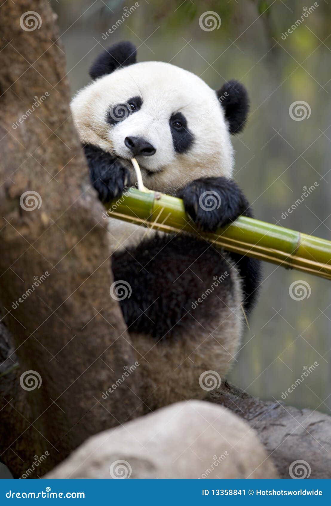 Chinese Panda Bear Eating Bamboo, China Stock Image - Image of mammals ...