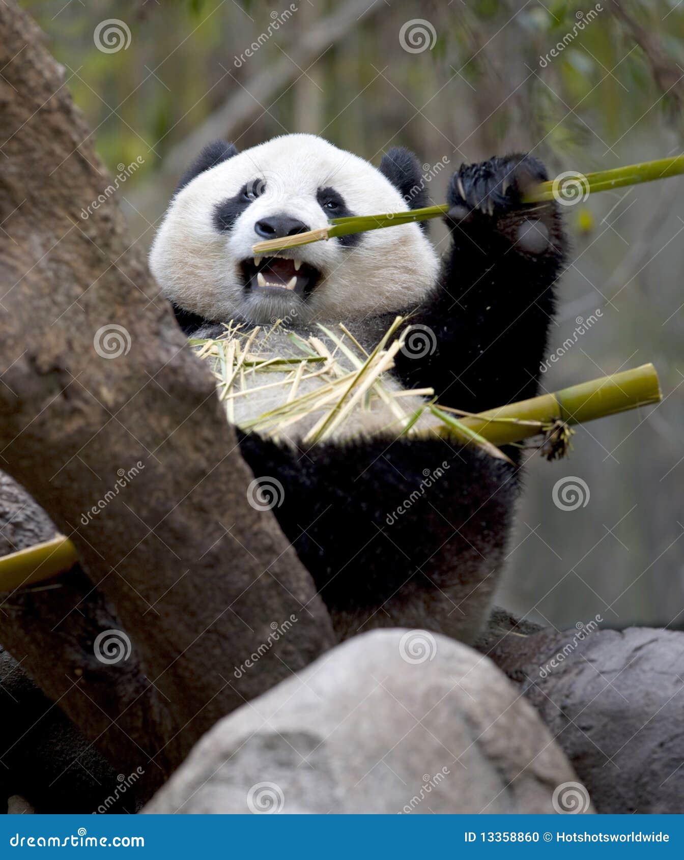 Chinese Panda Bear Eating Bamboo, China Stock Photo - Image of look ...