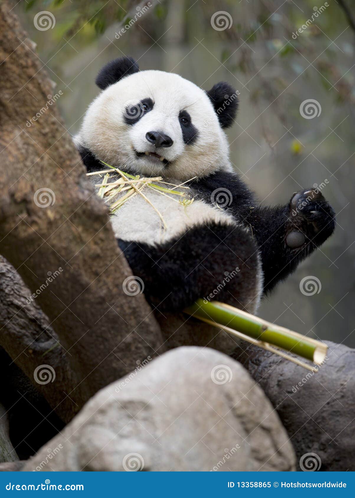 Chinese Panda Bear Eating Bamboo, China Stock Image - Image of look ...