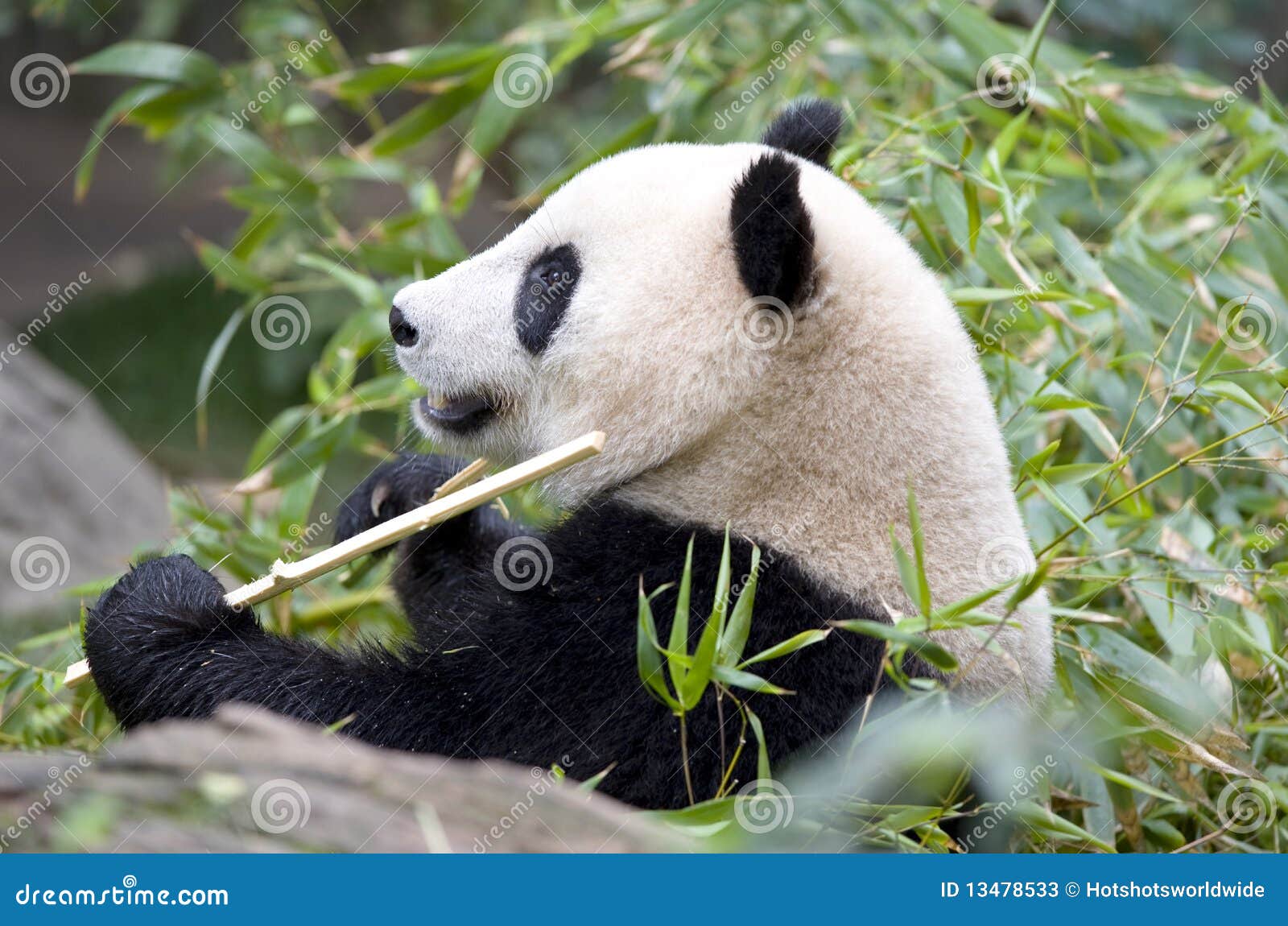 Chinese Panda Bear Eating Bamboo, China Stock Image - Image of panda ...