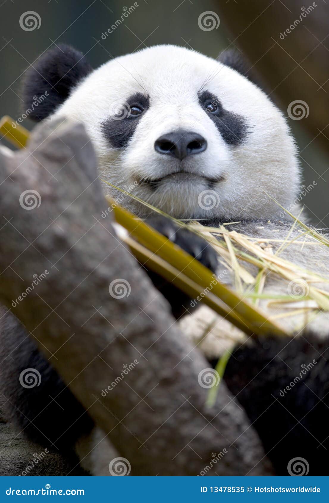 Chinese Panda Bear Eating Bamboo, China Stock Image - Image of eating ...