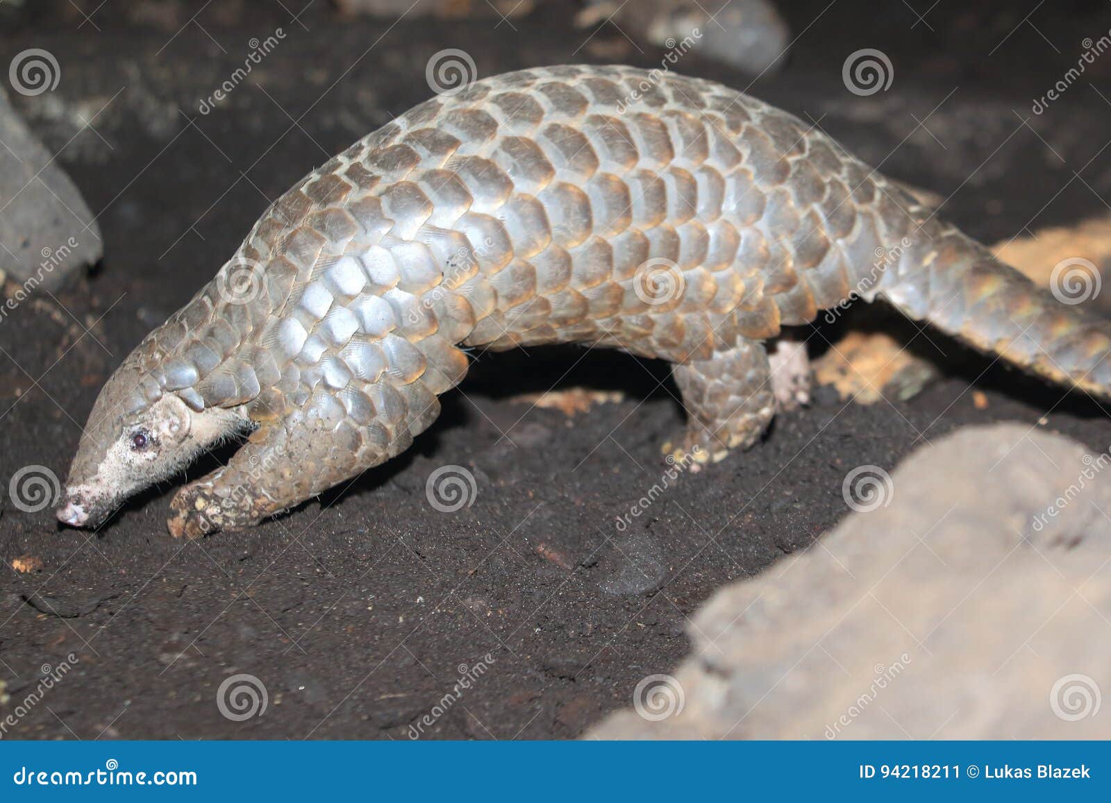 Chinese pangolin stock image. Image of chinese, pentadactyla - 94218211