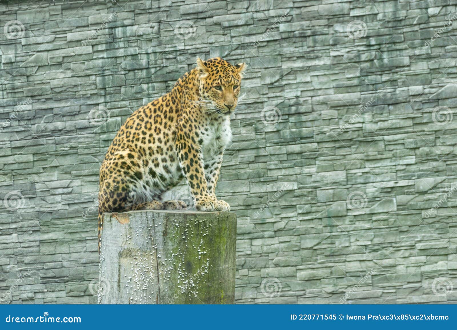 Chinese Panther in the Krakow Zoo Stock Image - Image of vacation ...