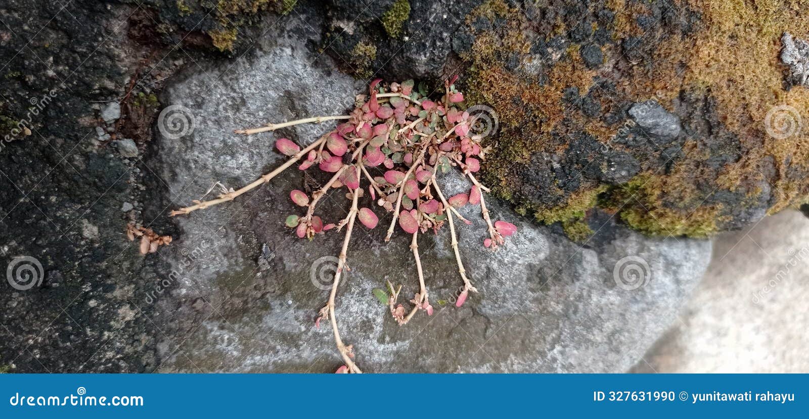 Chinese patikan grass stock photo. Image of beauty, growth - 327631990