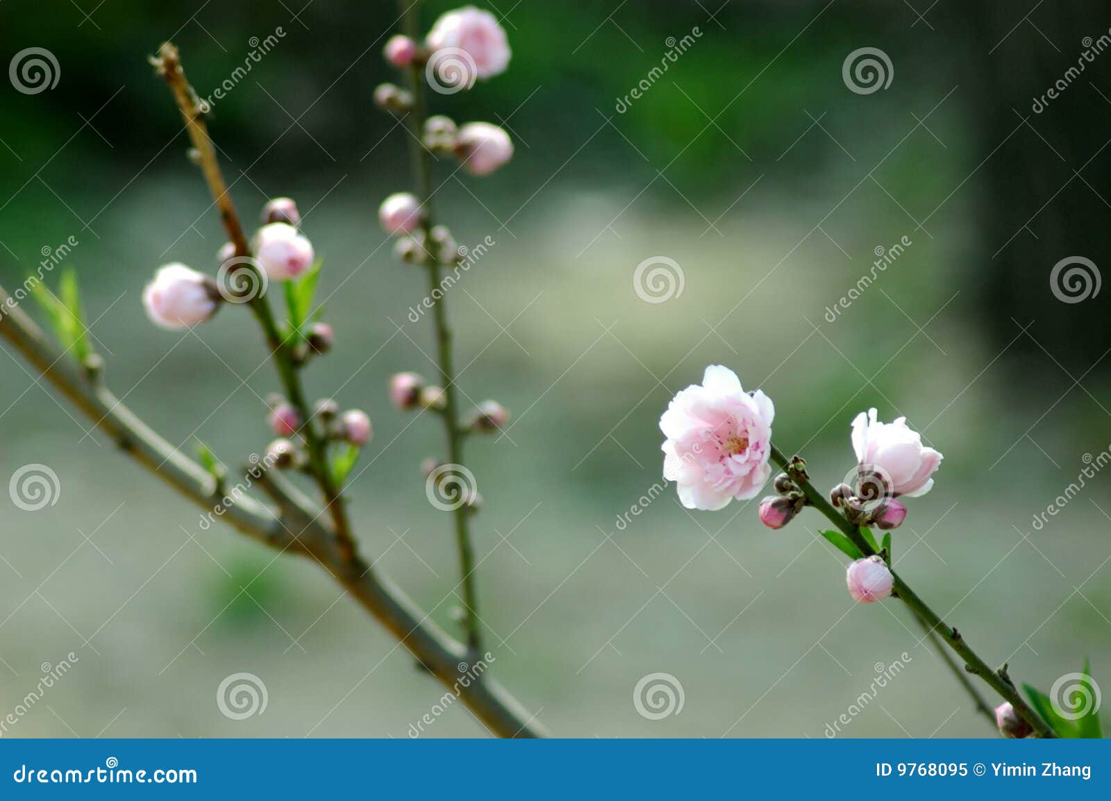 Chinese Peach Blossom in Spring Stock Image - Image of chinese, green ...