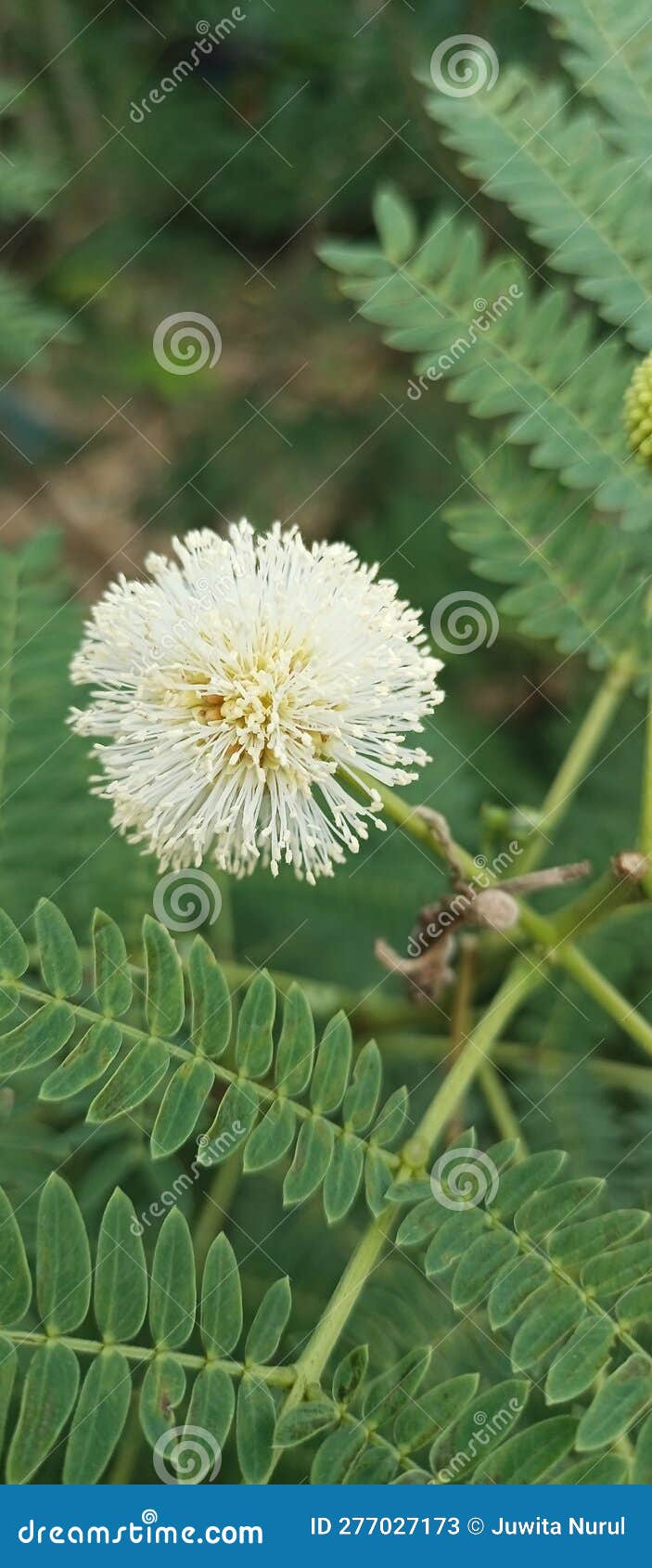 Chinese petai flower stock image. Image of petai, seed - 277027173