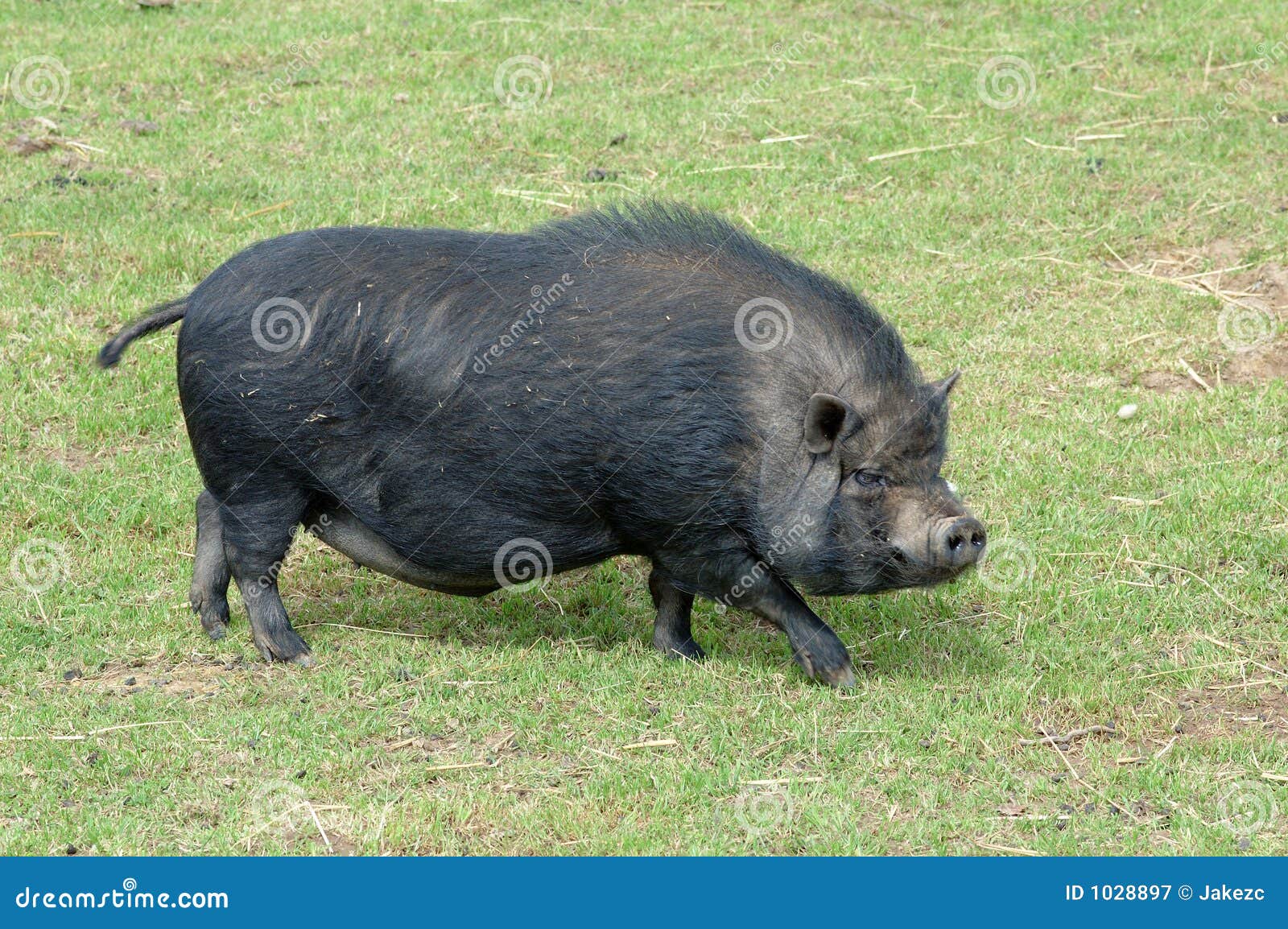 Chinese Pig Royalty Free Stock Photography - Image: 1028897