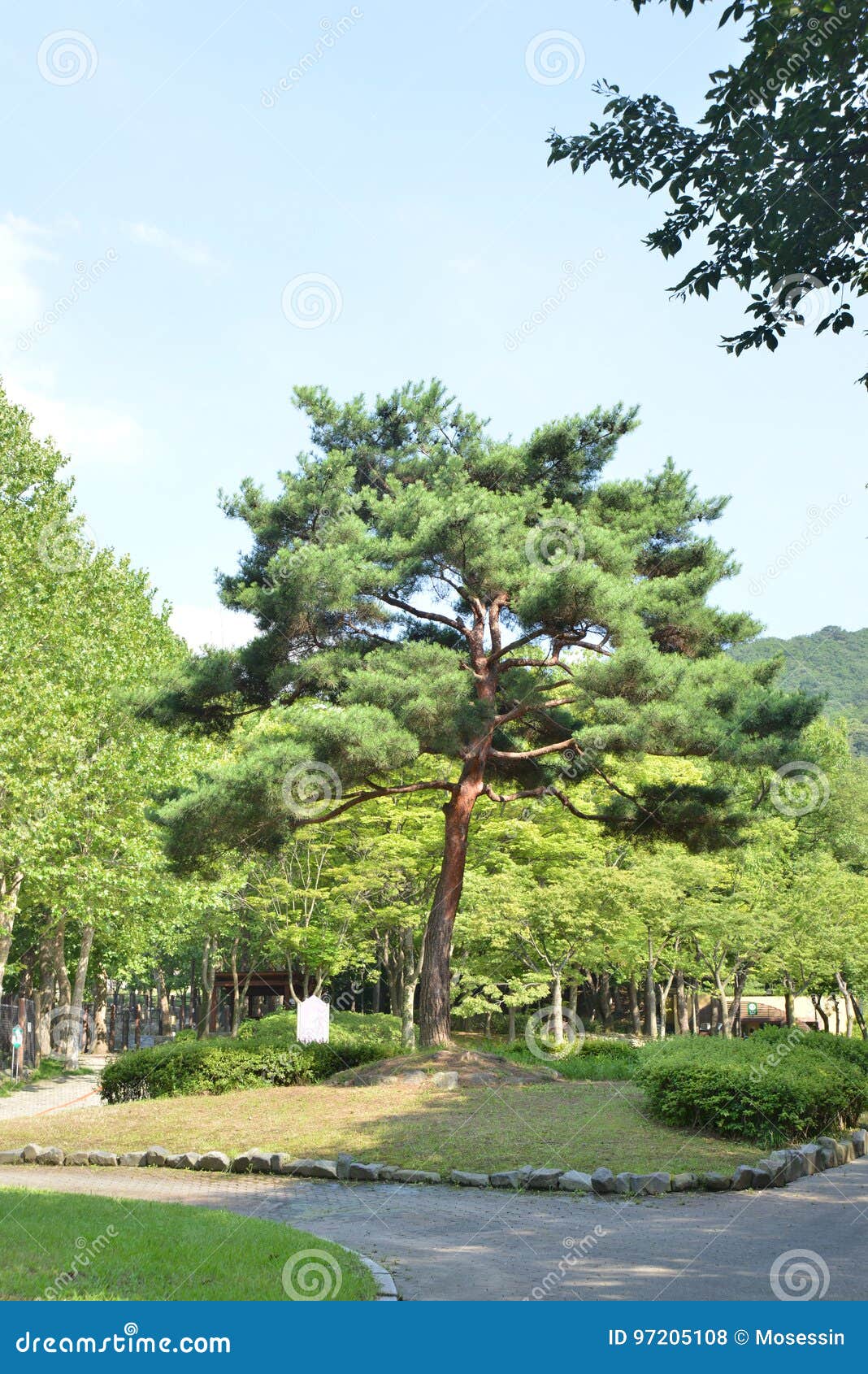 Chinese pine tree stock photo. Image of pond, green, chinese - 97205108