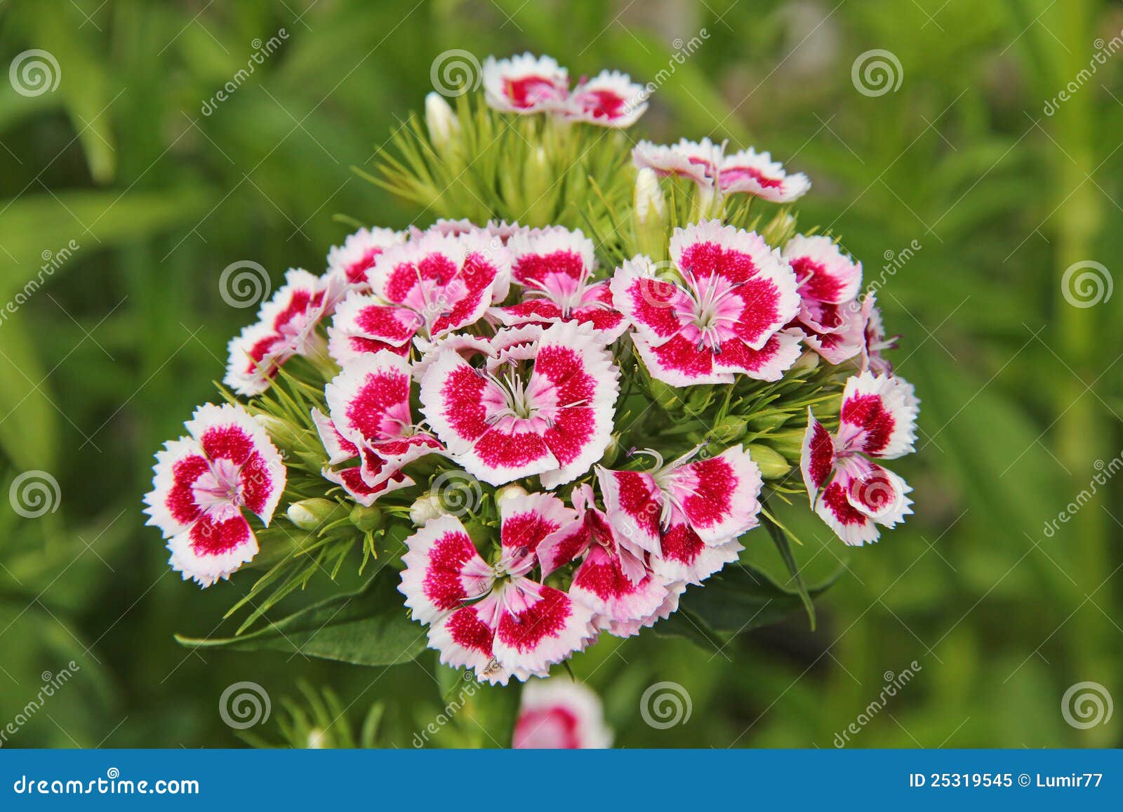 Chinese pink stock image. Image of flowers, green, white - 25319545