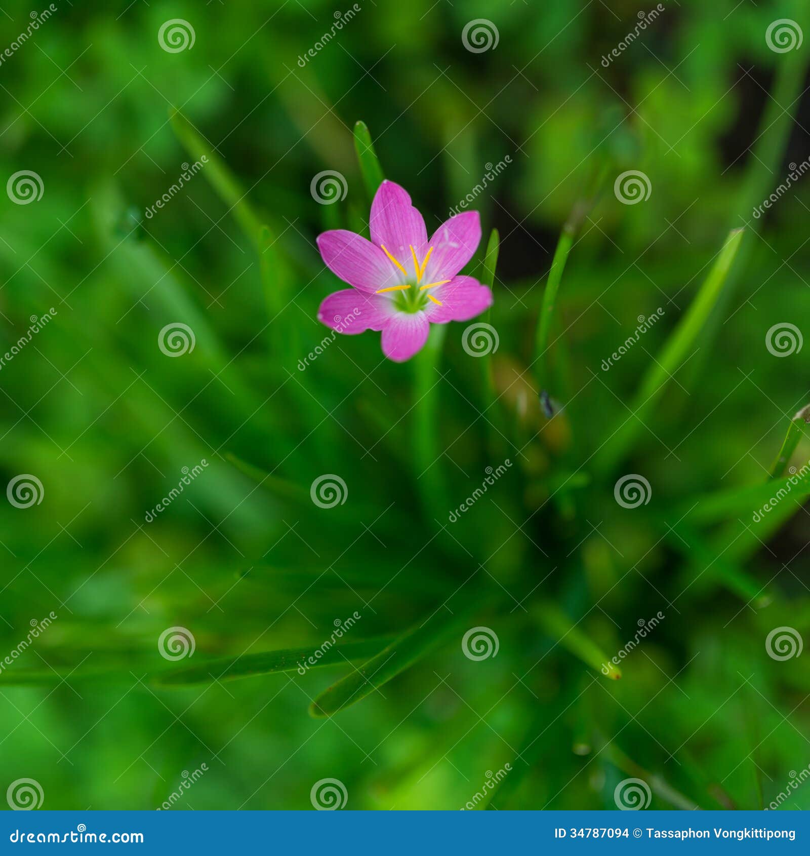 Chinese pink flower stock photo. Image of leaf, garden - 34787094