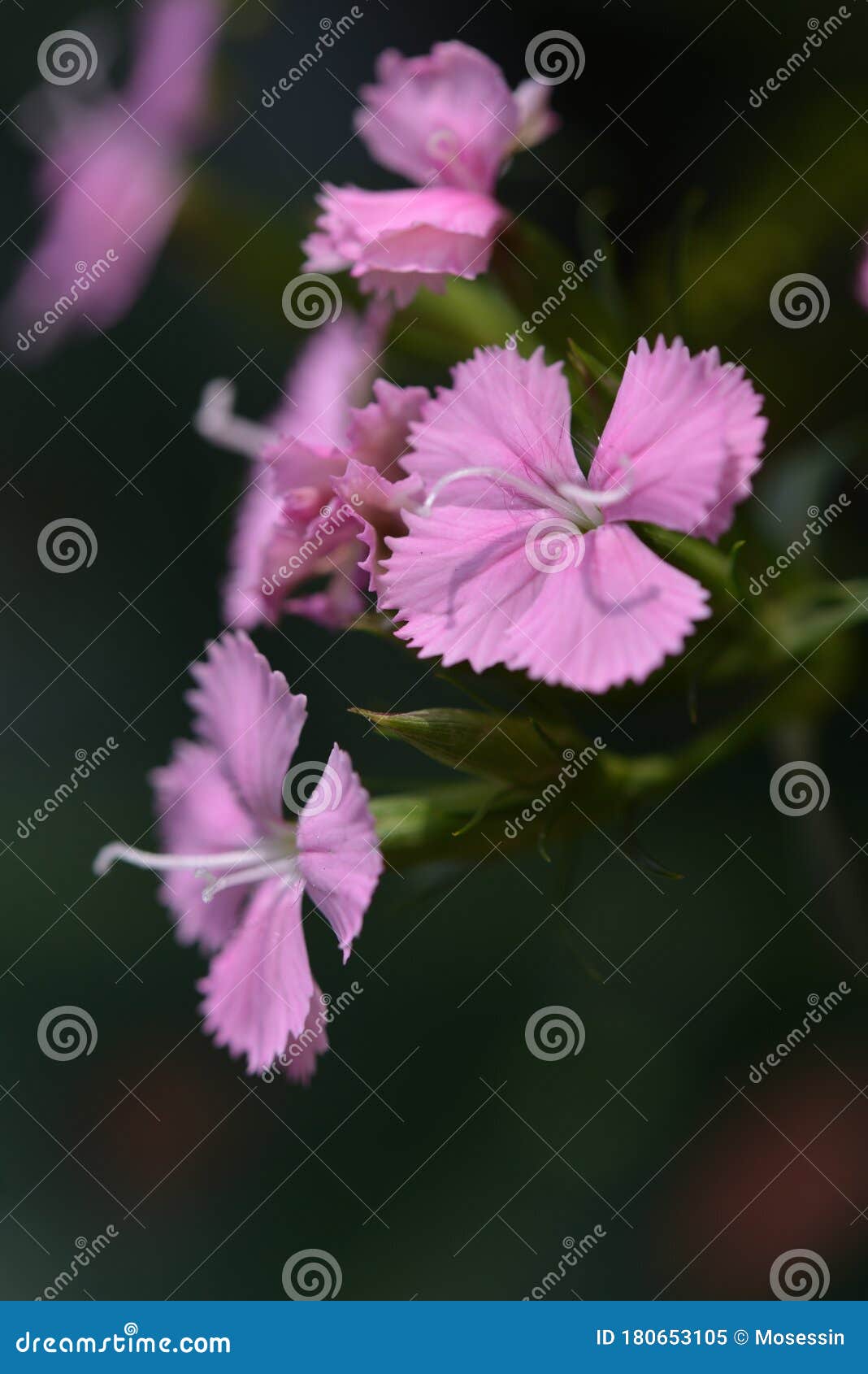 Chinese Pink Flower stock image. Image of background - 180653105