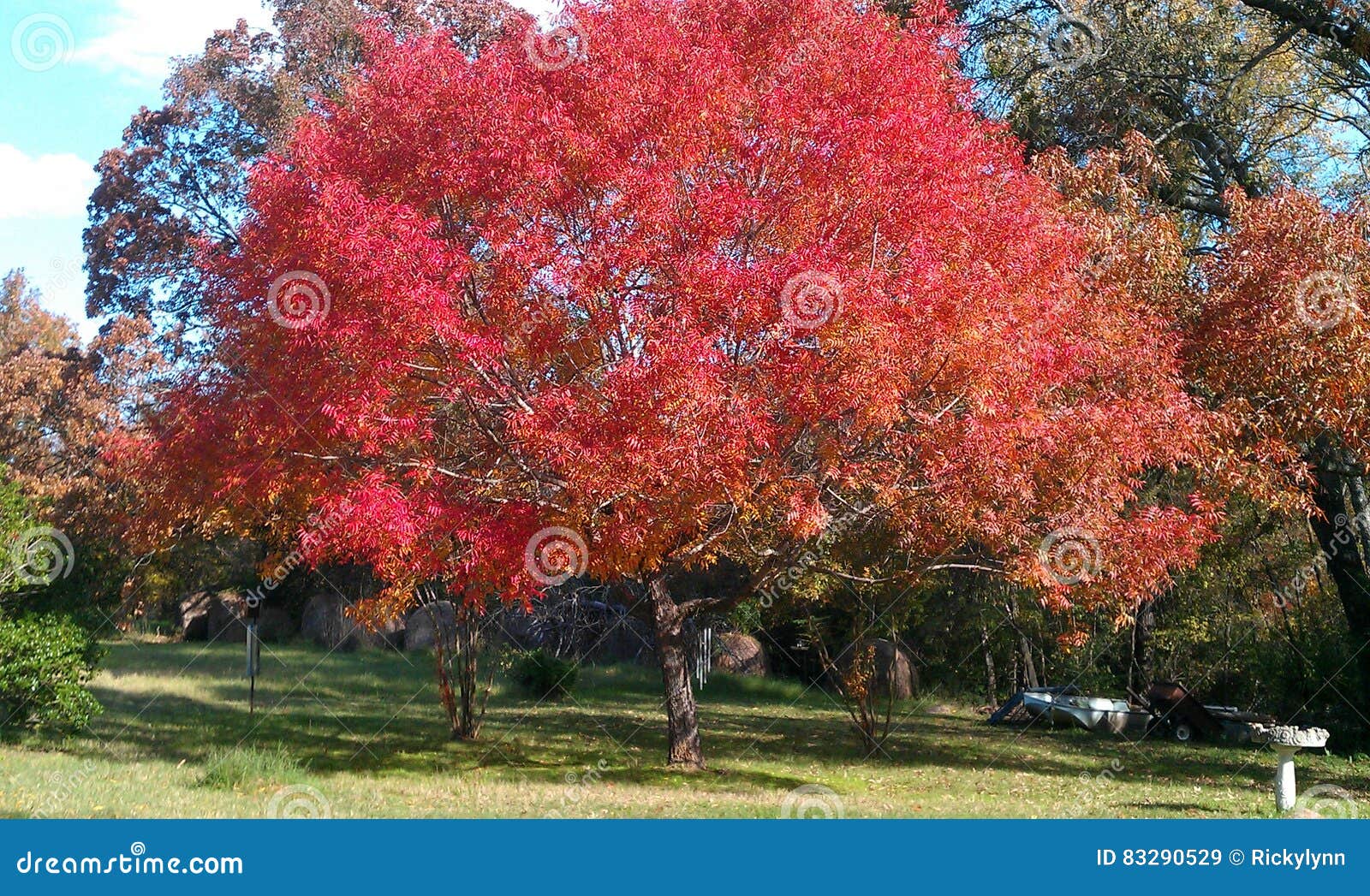 Chinese Pistache stock image. Image of nature, texas - 83290529