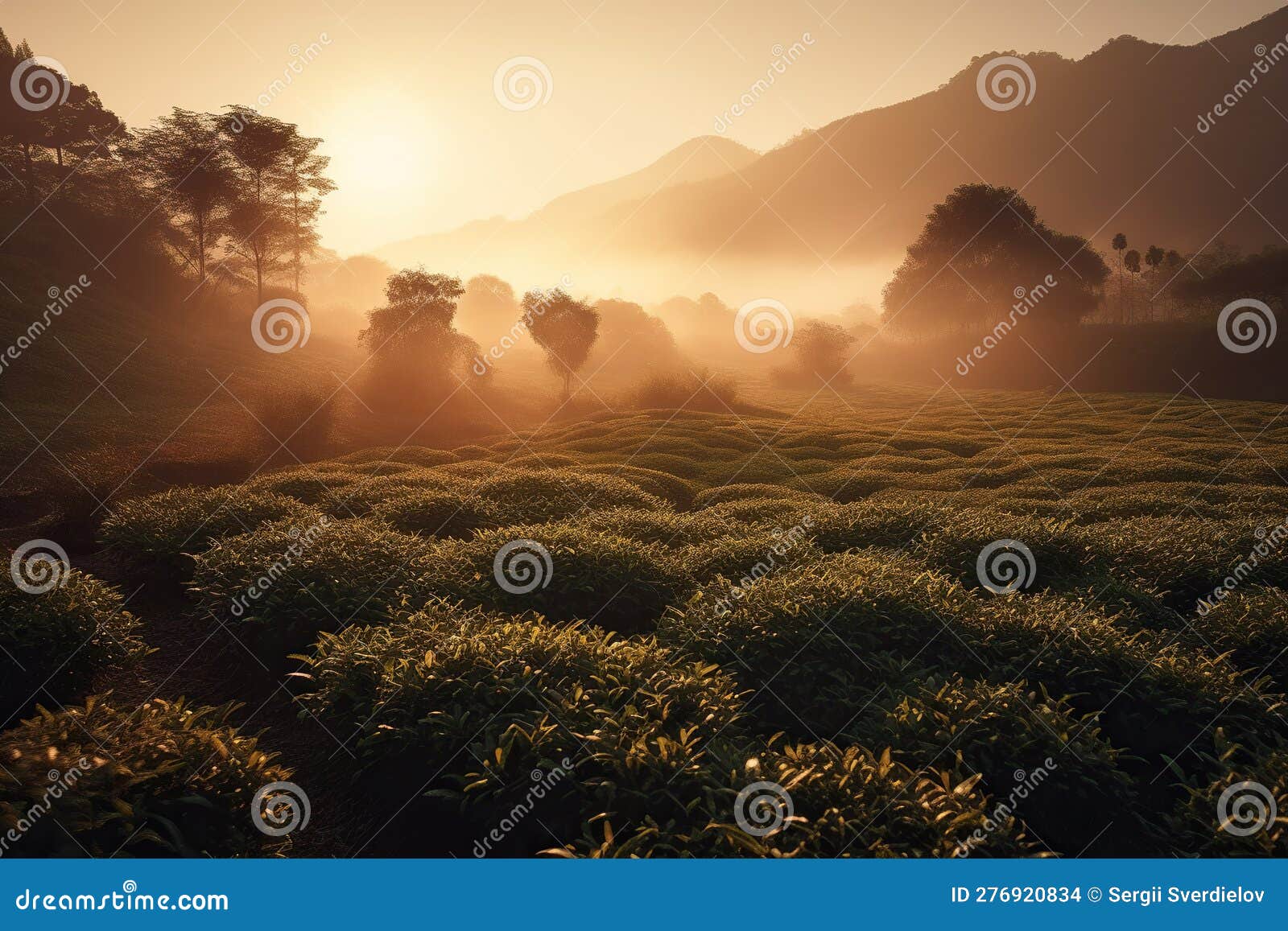 Chinese Plantation of a Tea at Sunrise. Generative AI Stock ...