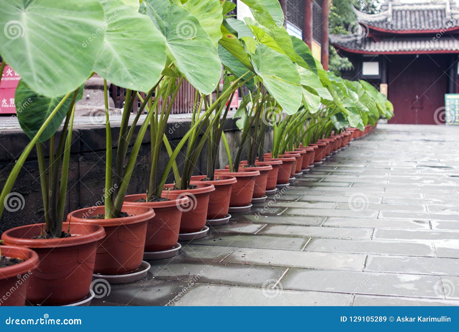 Chinese Plants with Large Lotus Leaves. Stock Image - Image of asia ...