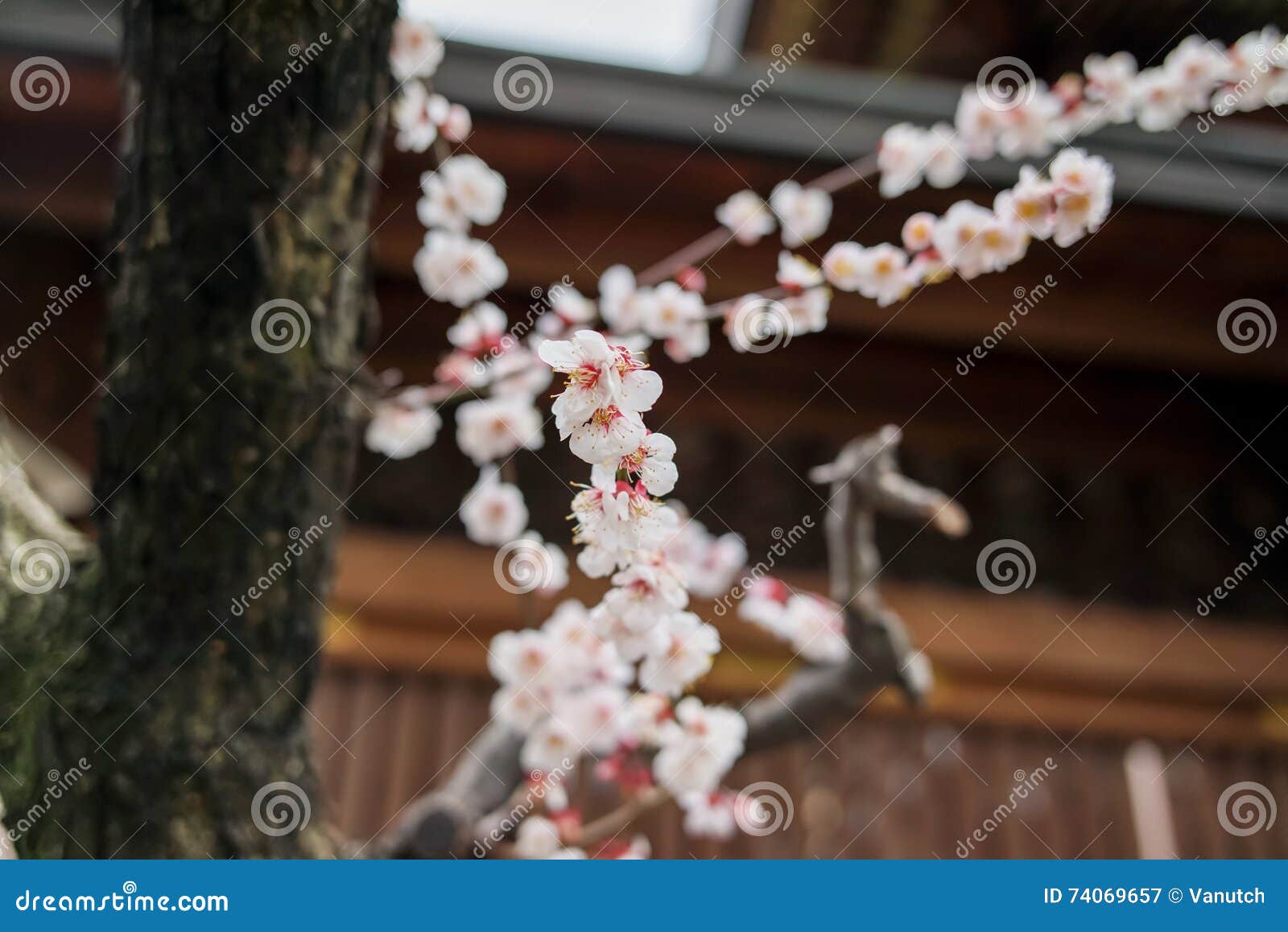 Chinese Plum Flowers Blooming Stock Image - Image of korea, nature ...