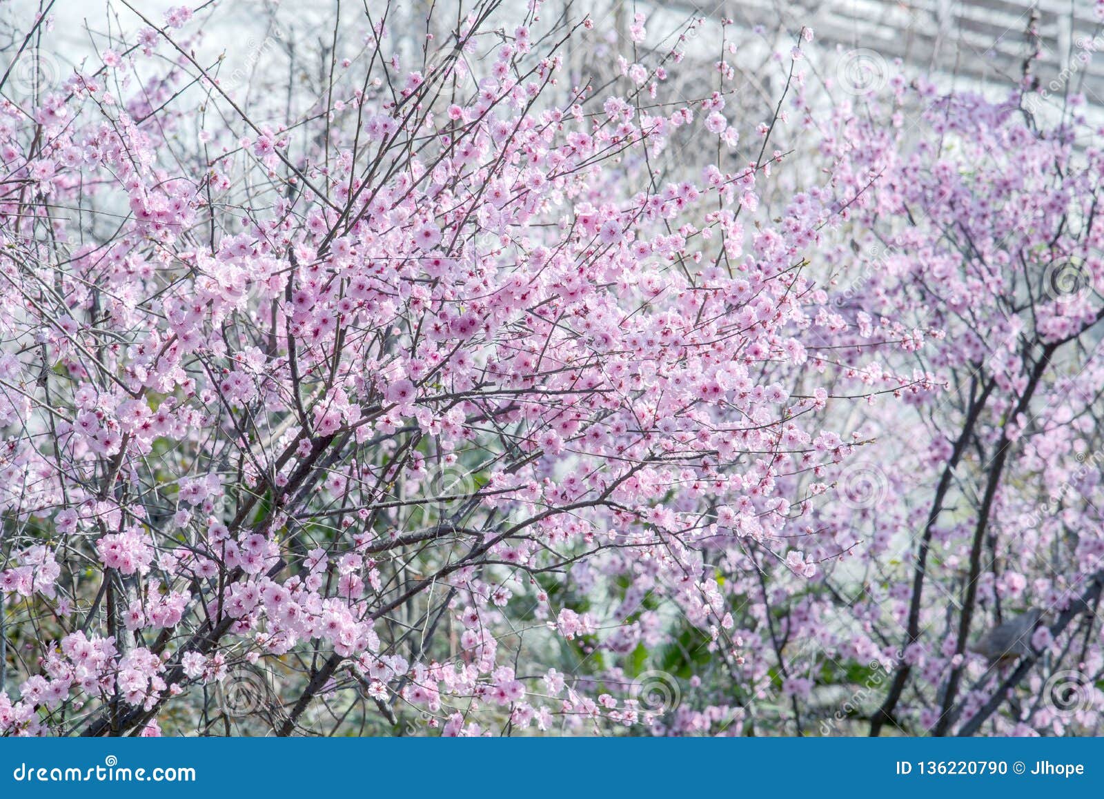 Chinese Plum Flowers Blooming in the Spring Stock Photo - Image of ...