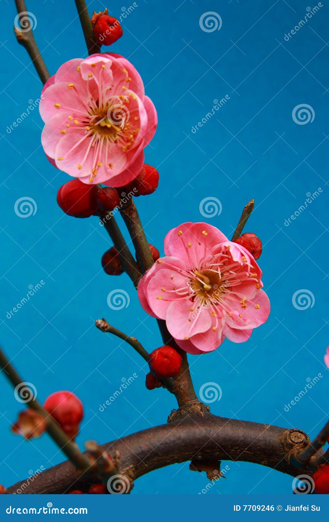 Chinese plum,mume stock photo. Image of famous, flora - 7709246