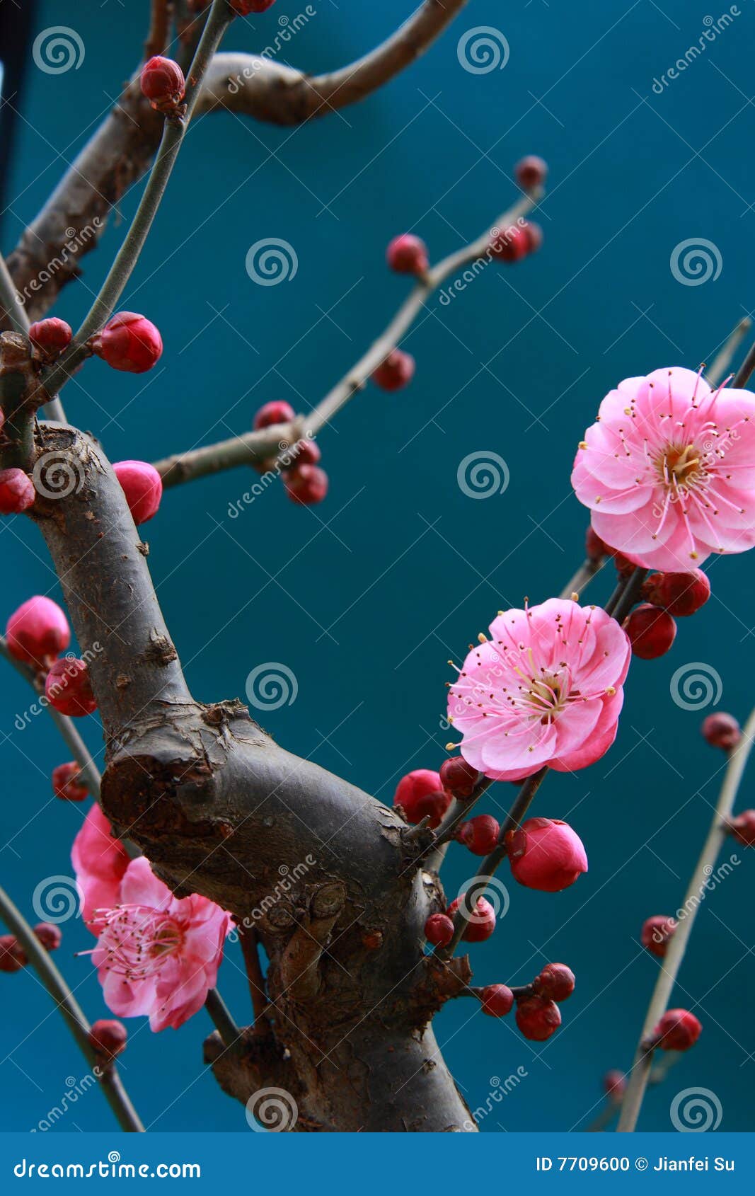 Chinese plum,mume stock photo. Image of magnoliopsida - 7709600