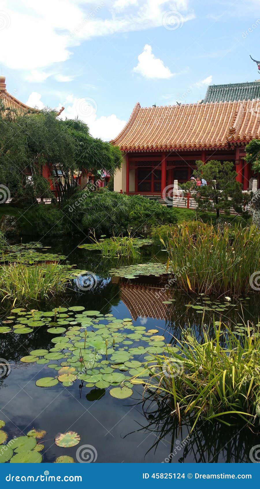 Chinese pond stock photo. Image of chinese, lilly, pond - 45825124
