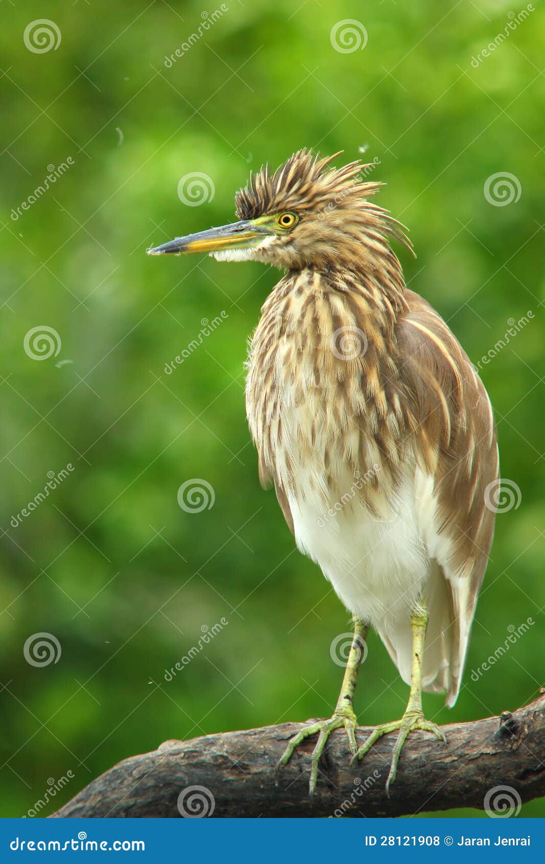 Chinese Pond Heron :Ardeola Bacchus Stock Photo - Image of national ...