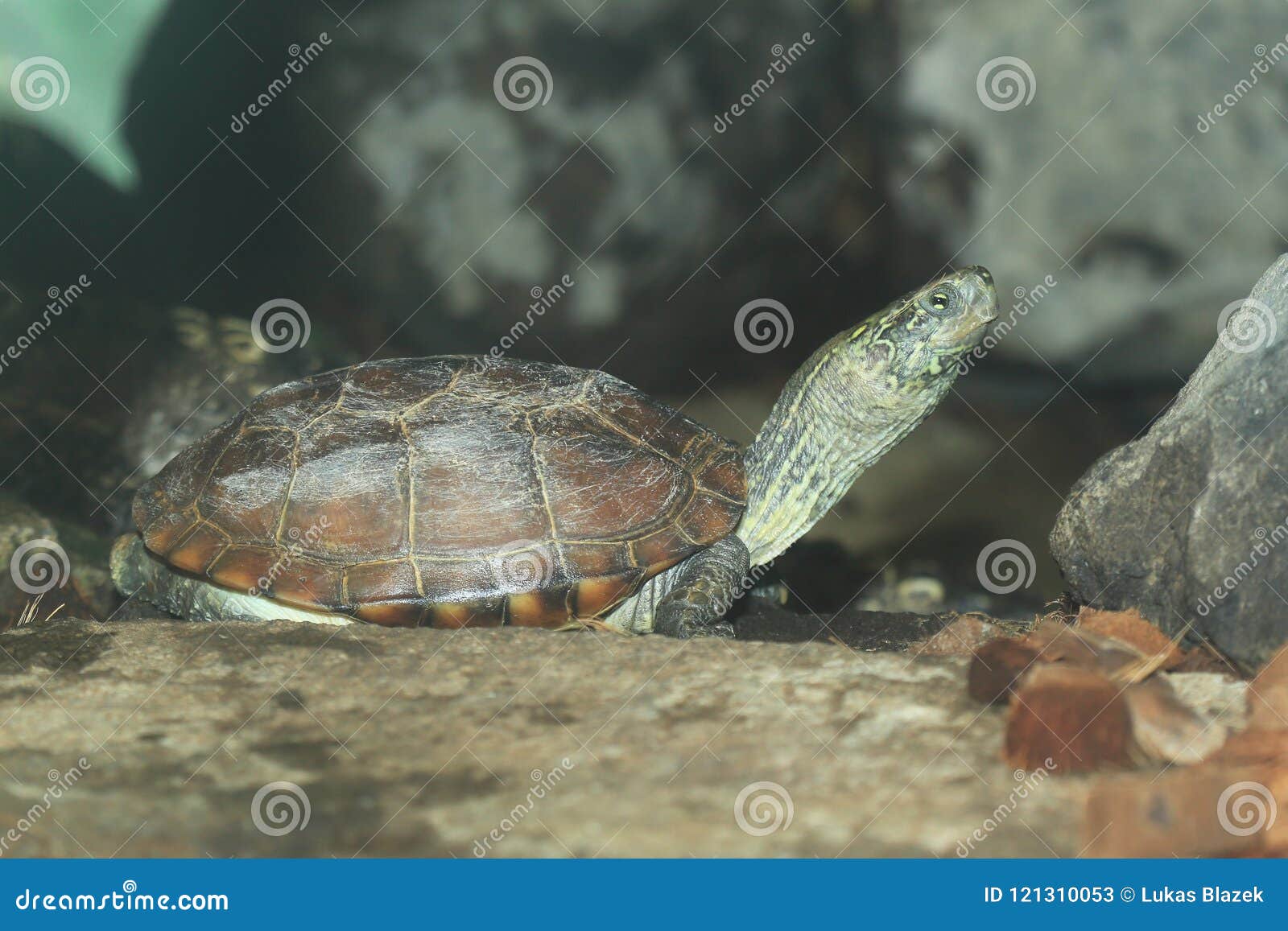 Chinese pond turtle stock image. Image of nature, mauremys - 121310053