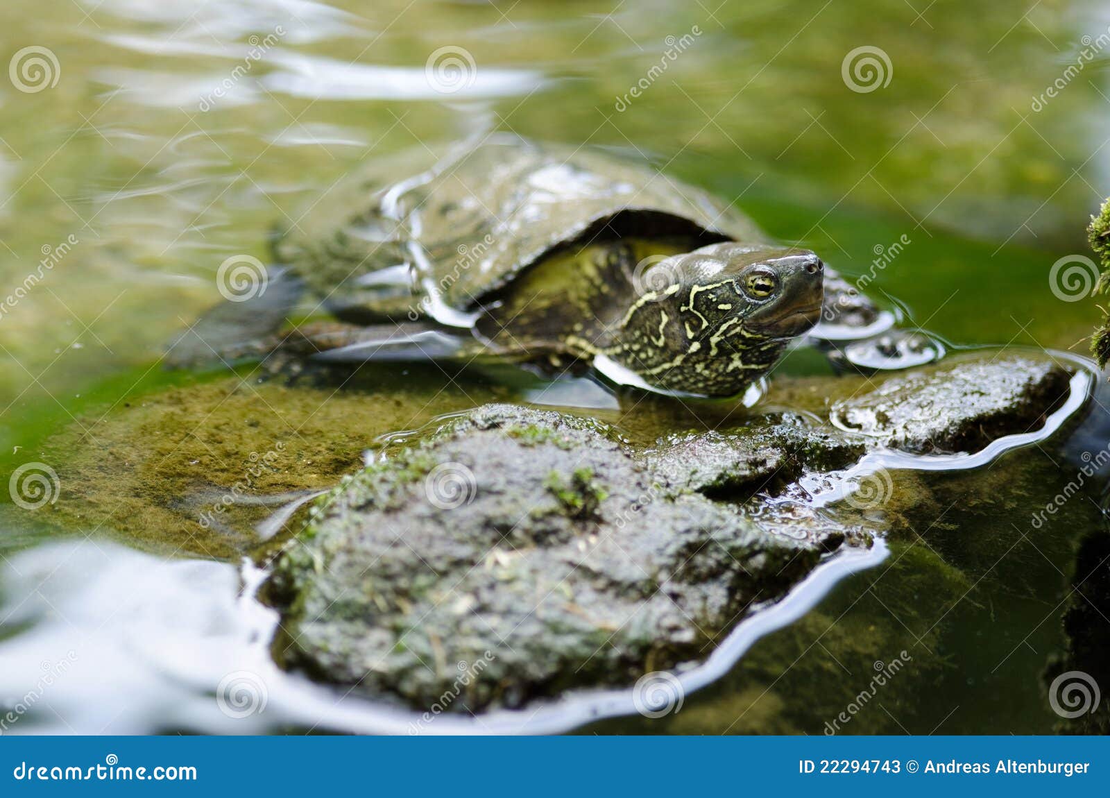 Chinese Pond Turtle, Mauremys Reevesii Stock Image - Image of nature ...