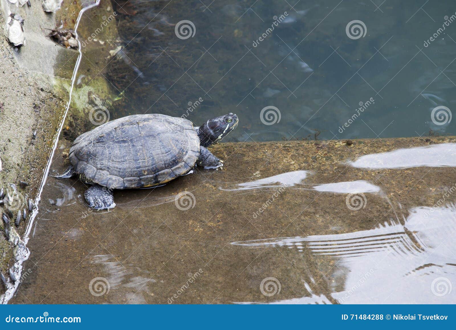Chinese pond turtle stock photo. Image of endangered - 71484288